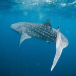 Whale Shark Adventure 2 Days 1 Night Sharing Trip - An In-Depth Look at the Tour Experience