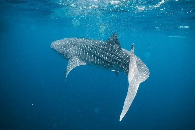 Whale Shark Adventure 2 Days 1 Night Sharing Trip - An In-Depth Look at the Tour Experience