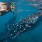 Whale Shark Experience Lifetime Memory in Cancun (snack included) - Who Will Love This Experience?
