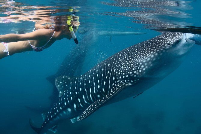 Whale Shark Experience Lifetime Memory in Cancun (snack included) - Who Will Love This Experience?