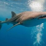Whale Shark Snorkel Experience in Cancun (Snack Lunch included) - Why Choose This Tour?