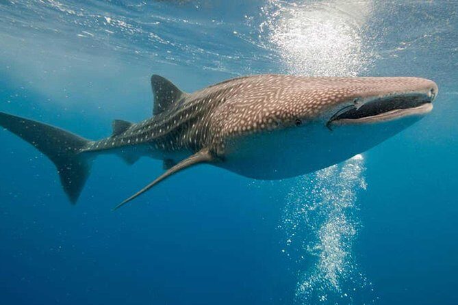 Whale Shark Snorkel Experience in Cancun (Snack Lunch included) - Why Choose This Tour?