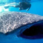 Whale Shark Snorkel Tour in Cancun (Snack Lunch included) - What You Can Expect: The Itinerary Breakdown
