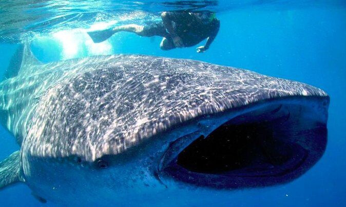 Whale Shark Snorkel Tour in Cancun (Snack Lunch included) - What You Can Expect: The Itinerary Breakdown