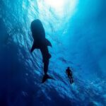 Whale Shark Snorkeling Experience from Cancun and Riviera Maya - Value and Cost