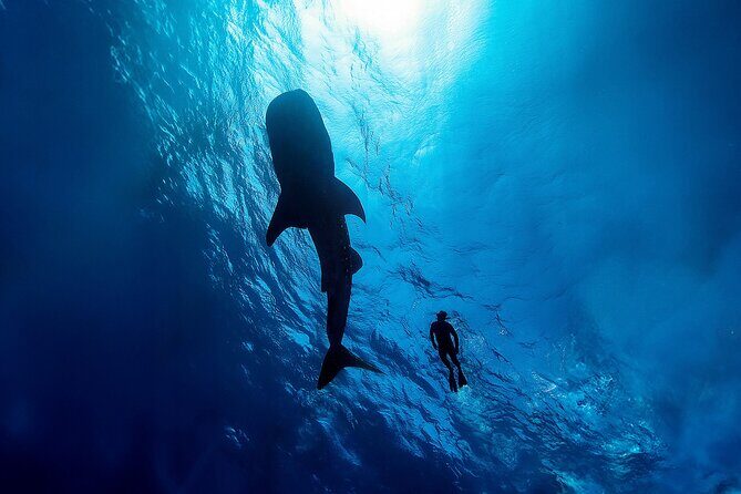 Whale Shark Snorkeling Experience from Cancun and Riviera Maya - Value and Cost