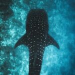 Whale Shark Snorkeling in La Paz - Itinerary Breakdown: What You Can Expect