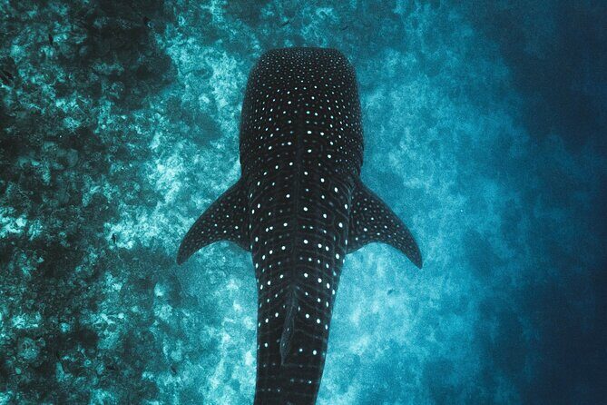 Whale Shark Snorkeling in La Paz - Itinerary Breakdown: What You Can Expect