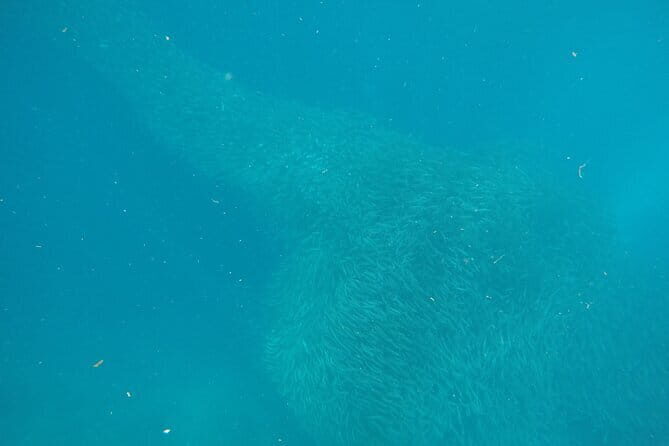 Whale Shark Snorkeling, Kawasan Falls, Sardines Run from Cebu - Important Details & Practical Tips