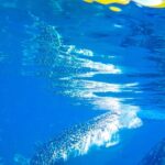 Whale Shark Swimming, Tumalog Falls and Kawasan Canyoneering - Understanding the Value