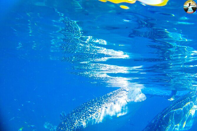 Whale Shark Swimming, Tumalog Falls and Kawasan Canyoneering - Understanding the Value