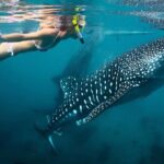 Whale Shark & Tumalog Falls & Sumilon Sandbar & Pescador Island with Sardines - The Practical Side: Transportation, Meals, and Timing