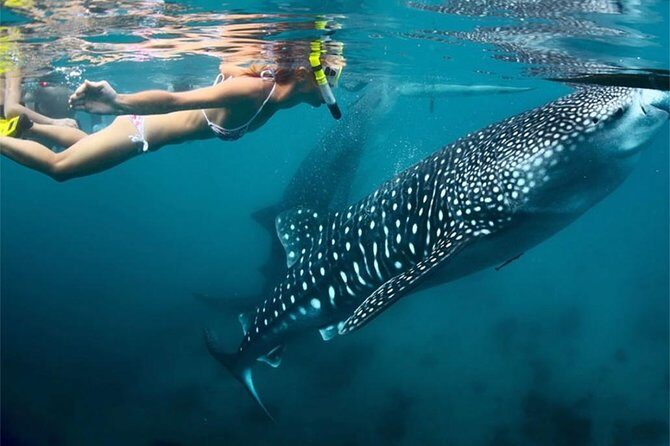 Whale Shark & Tumalog Falls & Sumilon Sandbar & Pescador Island with Sardines - The Practical Side: Transportation, Meals, and Timing