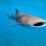 Whale Shark Watching with Sumilon Sandbar and Kawasan Falls Tour - What to Expect from Transportation and Meals