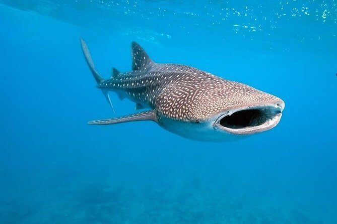 Whale Shark Watching with Sumilon Sandbar and Kawasan Falls Tour - What to Expect from Transportation and Meals