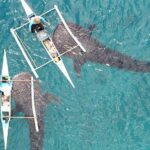 Whale Shark with Tumalog Falls & Sumilon Sandbar - Timing and Practical Tips