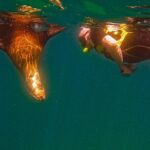 Whale Sharks and Sea Lions Snorkeling Picnic at Balandra Beach - Who Would Benefit Most?