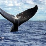 Whale Watching - What Our Reviewers Say
