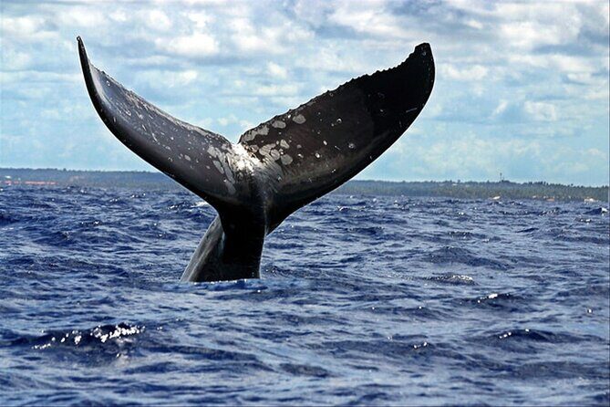 Whale Watching - What Our Reviewers Say