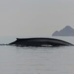 Whale Watching Adventure in Loretos Sea of Cortez - The Experience of the Boat and Group Dynamics