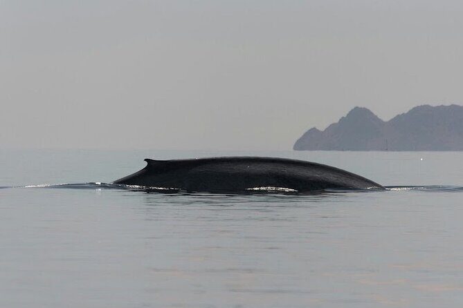 Whale Watching Adventure in Loretos Sea of Cortez - The Experience of the Boat and Group Dynamics