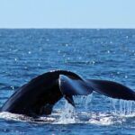 Whale Watching Amazing Adventure - Practical Details That Make a Difference