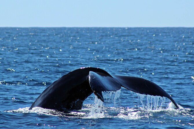 Whale Watching Amazing Adventure - Practical Details That Make a Difference