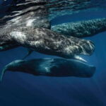 Whale Watching Boat Tour from Galle - The Practical Details and Value