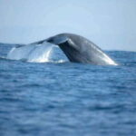 Whale Watching Boat Tour from Hikkaduwa - Why This Tour Stands Out