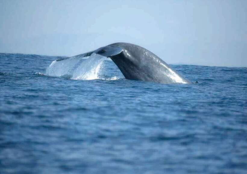 Whale Watching Boat Tour from Hikkaduwa - Why This Tour Stands Out