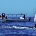 Whale Watching Boat Tour from Talpe - The Experience: Authenticity, Comfort, and Conservation