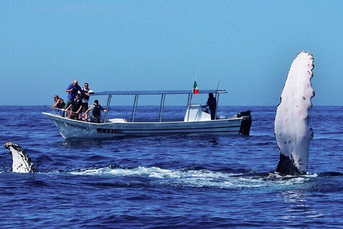 Whale Watching Boat Tour from Talpe - The Experience: Authenticity, Comfort, and Conservation