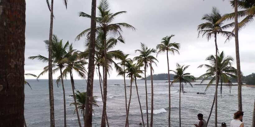 Whale Watching Day Tour to Mirissa - An In-Depth Look at the Mirissa Whale Watching Tour