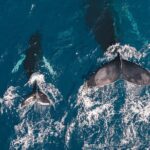 Whale Watching from Hikkaduwa with Pickup & Drop - Itinerary Breakdown: What to Expect