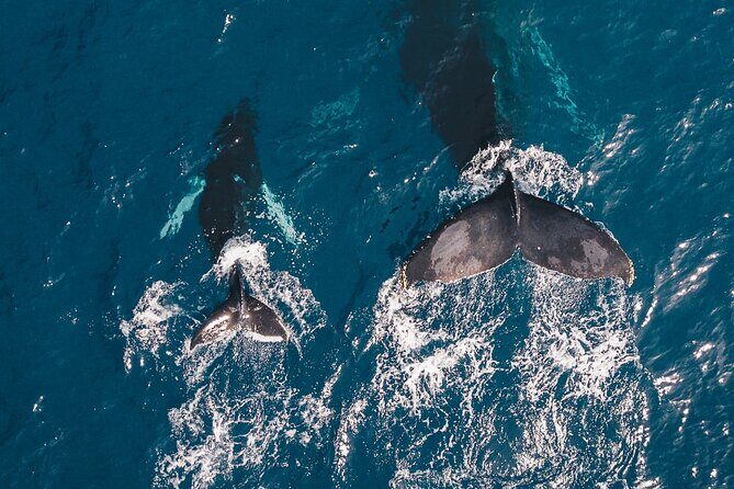 Whale Watching from Hikkaduwa with Pickup & Drop - Itinerary Breakdown: What to Expect