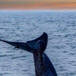 Whale Watching from Kalpitiya on Private Boat - Who Will Appreciate This Tour?