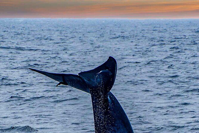 Whale Watching from Kalpitiya on Private Boat - Who Will Appreciate This Tour?