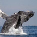 Whale Watching in Cabo San Lucas: Sightseeing Cruise and Shopping - FAQs