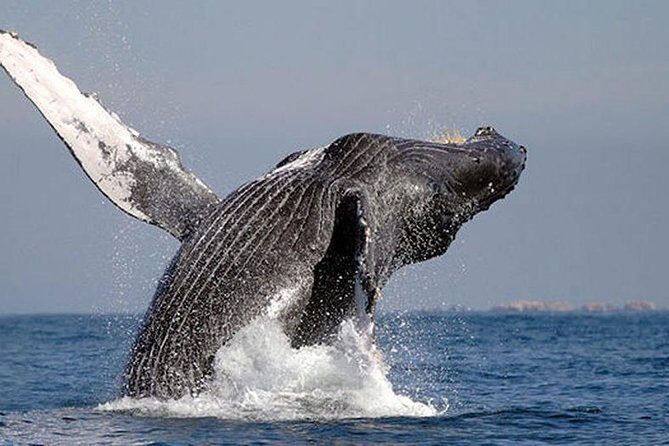 Whale Watching in Cabo San Lucas: Sightseeing Cruise and Shopping - FAQs