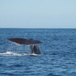 Whale Watching in Mirissa by Catamaran Cruise - Who Will Love This Tour?