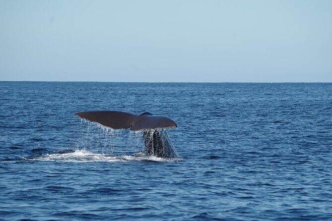 Whale Watching in Mirissa by Catamaran Cruise - Who Will Love This Tour?