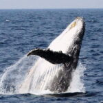 Whale Watching in Okinawa - Authentic Experiences and Practical Details