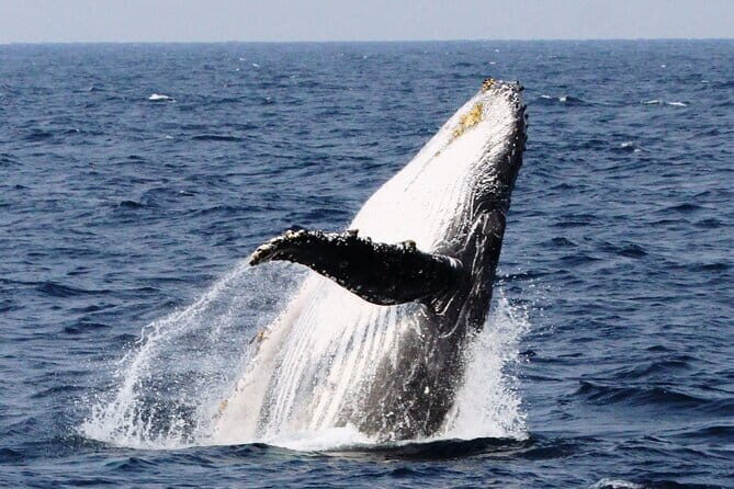 Whale Watching in Okinawa - Authentic Experiences and Practical Details