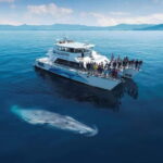 Whale Watching in Sri Lanka  A Majestic Ocean Adventure - Practical Tips & Considerations