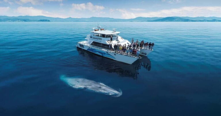 Whale Watching in Sri Lanka  A Majestic Ocean Adventure - Practical Tips & Considerations