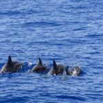 Whale Watching in Trincomalee by Catamaran cruise - The Anchor in Back Bay: Relaxation and Water Activities