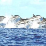 Whale watching mirissa from Colombo or Bandaranaike International Airport (CMB) - Who Will Love This Trip?