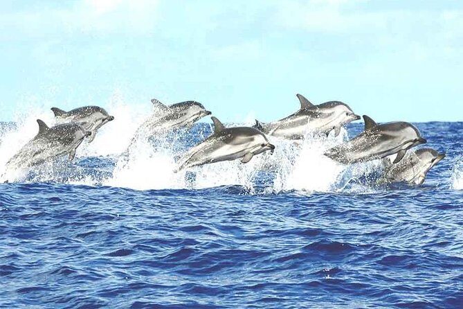 Whale watching mirissa from Colombo or Bandaranaike International Airport (CMB) - Who Will Love This Trip?