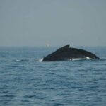 Whale watching tour - Detailed Itinerary Breakdown