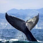 Whale Watching Tour in Puerto Vallarta - A Detailed Breakdown of the Itinerary